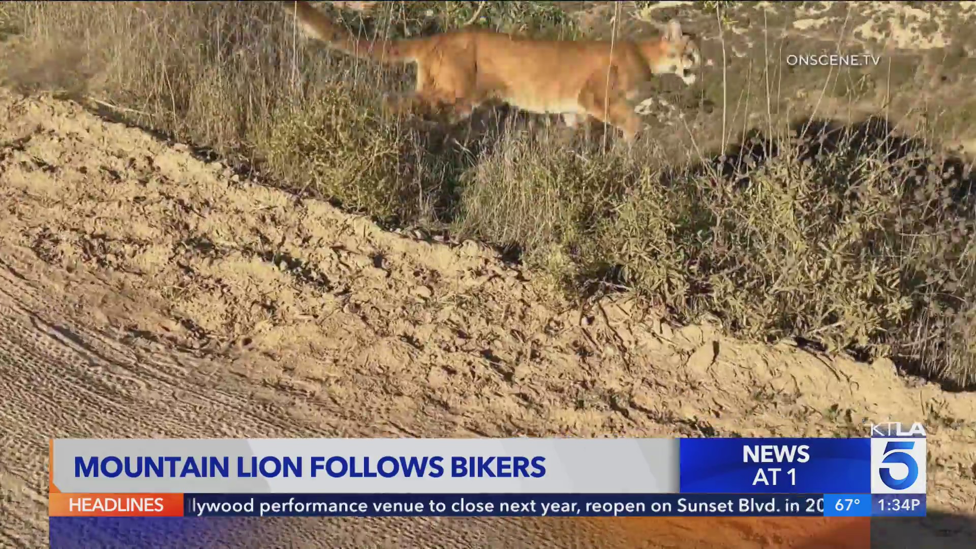 Video shows mountain lion stalking SoCal mountain bikers – KTLA