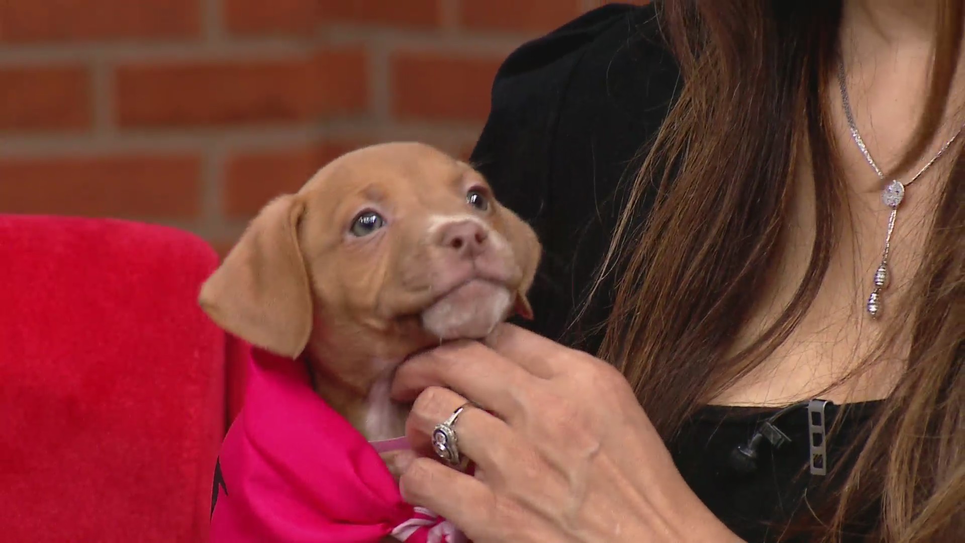 Meet Ana: Memphis Animal Services’ pet of the week – WREG.com