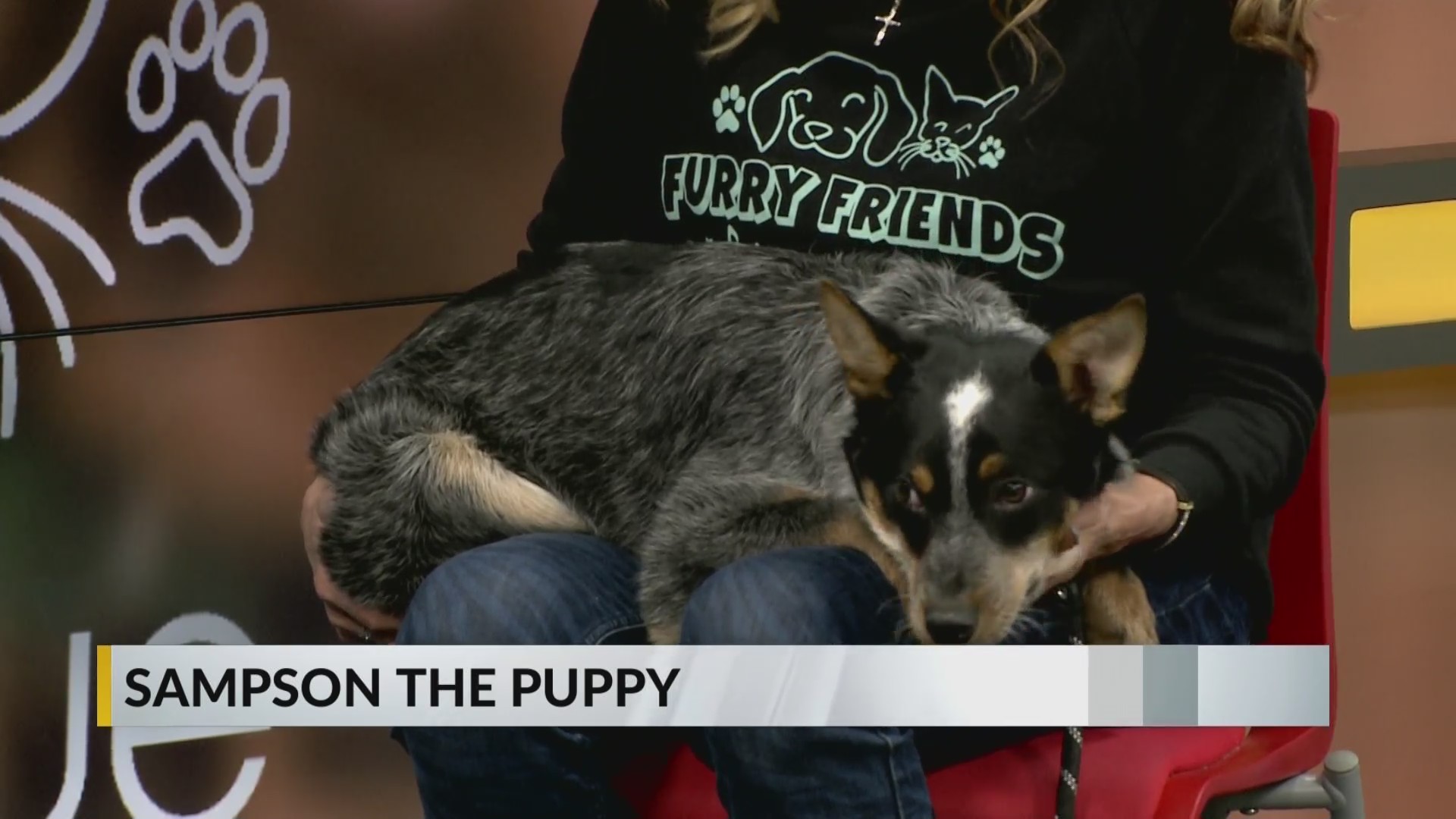 FURRY FRIDAY: Meet Sampson the puppy – KX NEWS