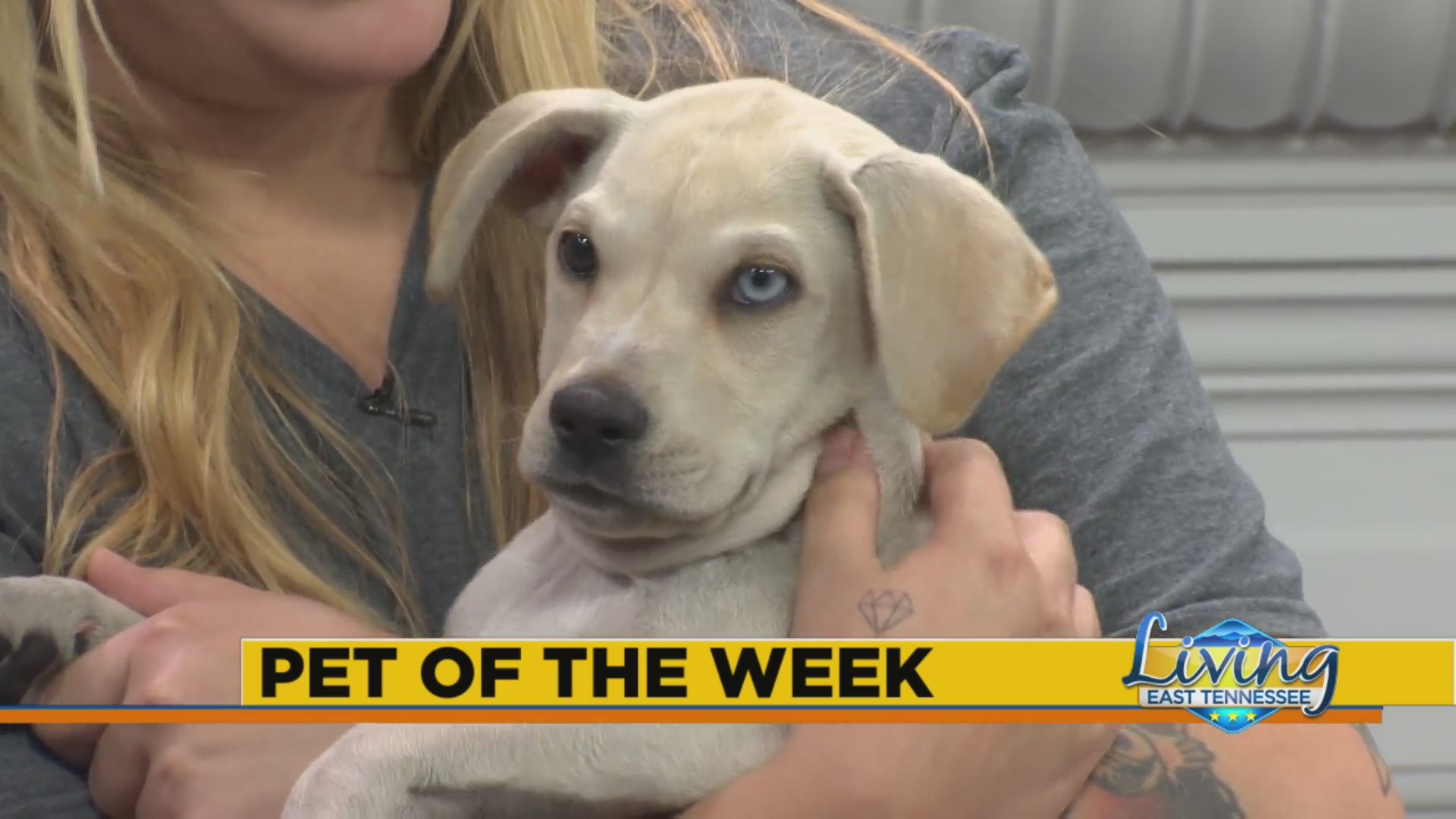Pet of the Week: Vanilla – WATE 6 On Your Side