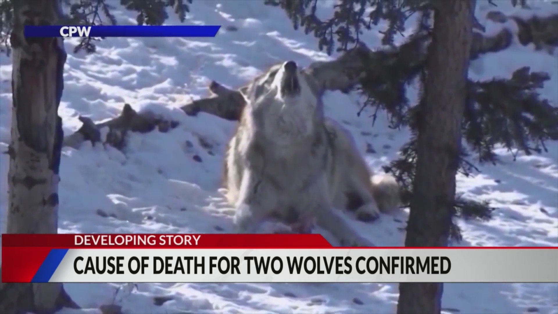 Colorado wolves killed by mountain lion, injuries from foothold trap ...