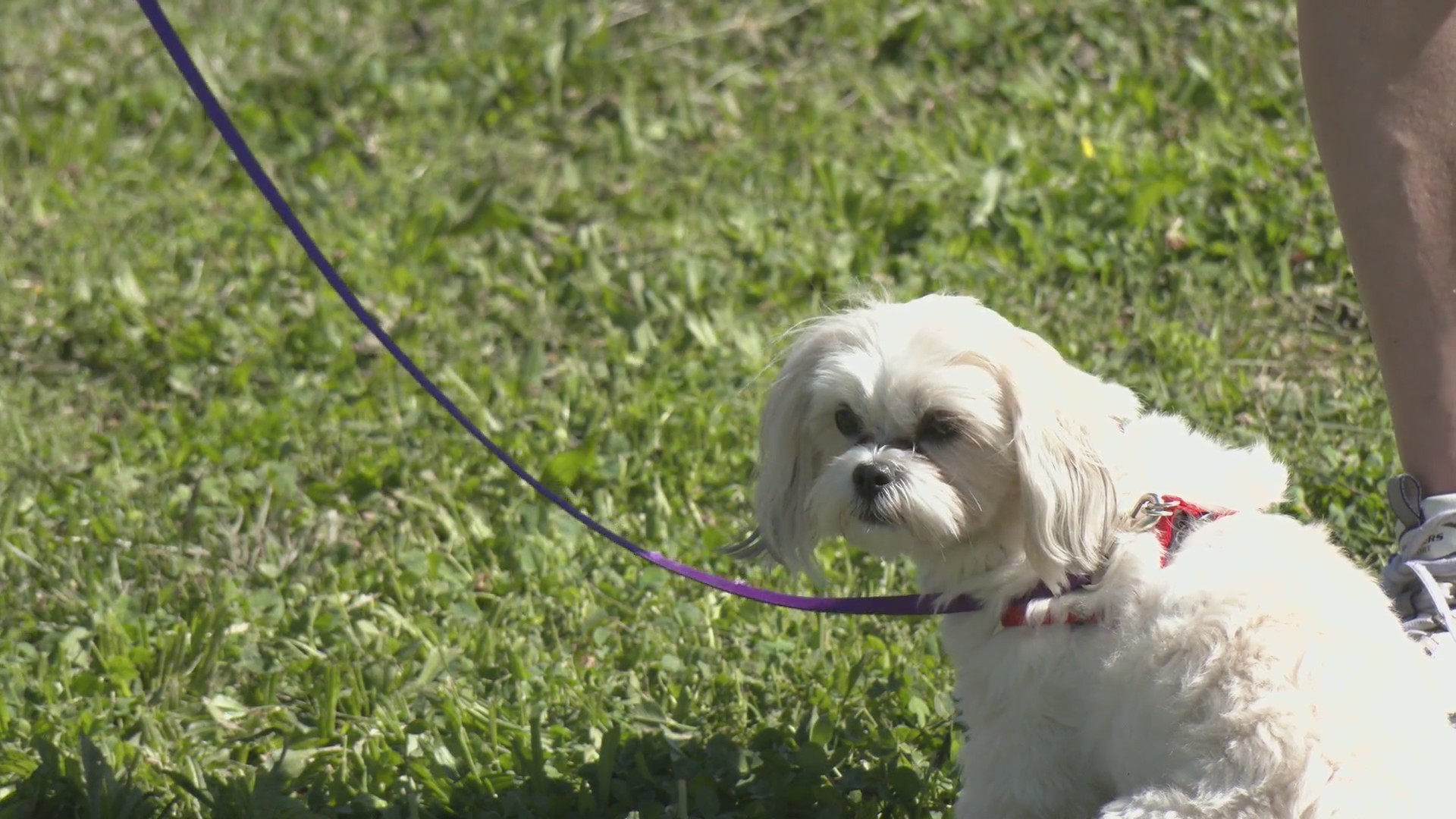 Granby’s first dog park now open – KSNF/KODE | FourStatesHomepage.com