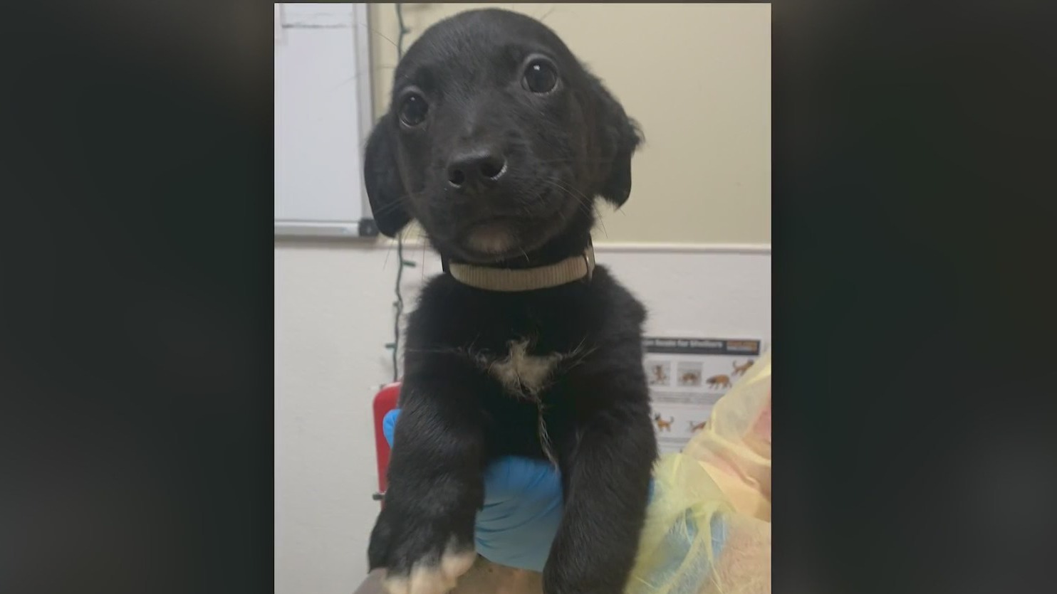 ‘Land Before Time’ puppies looking for new homes – KOIN.com