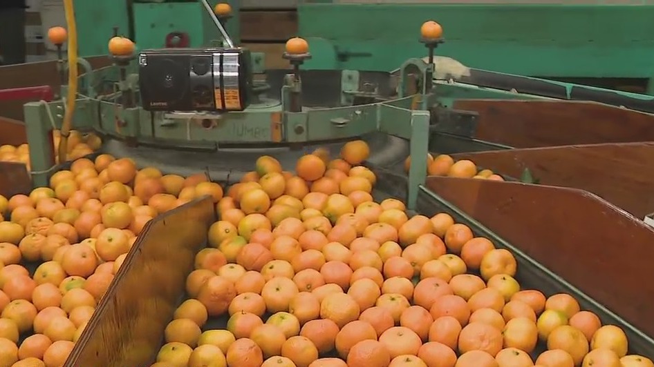 Mandarin harvest begins in Placer County – FOX40 News