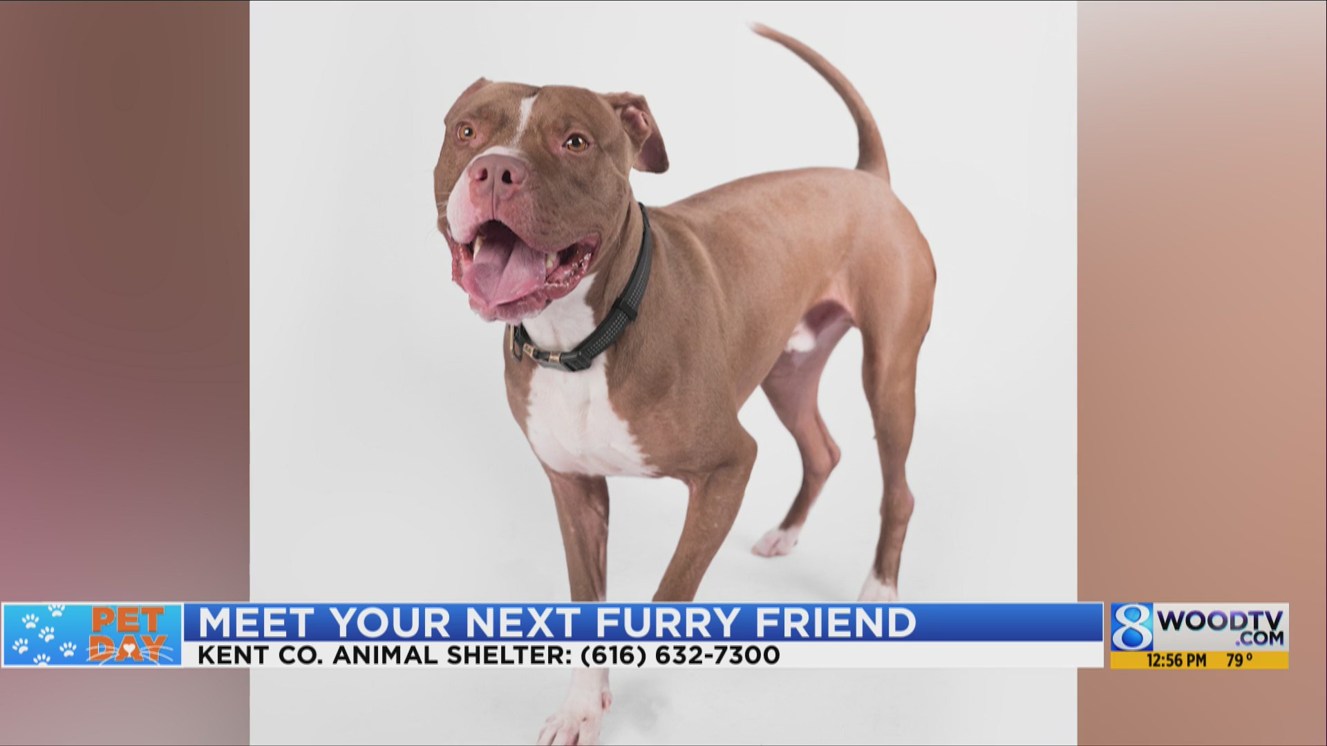 KCAS Pets of the Week: Remi and Hock – WOODTV.com