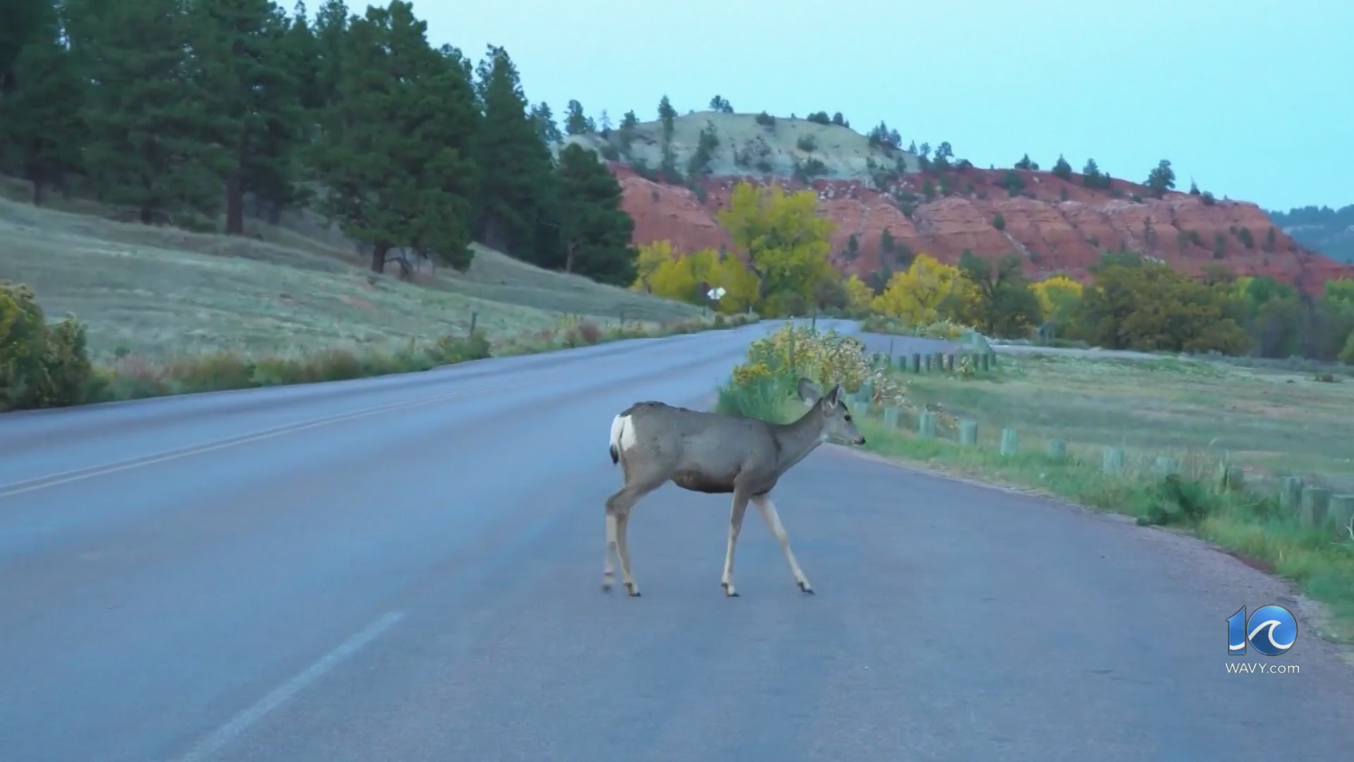 VDOT: Watch for deer mating, darker night commutes – WAVY.com
