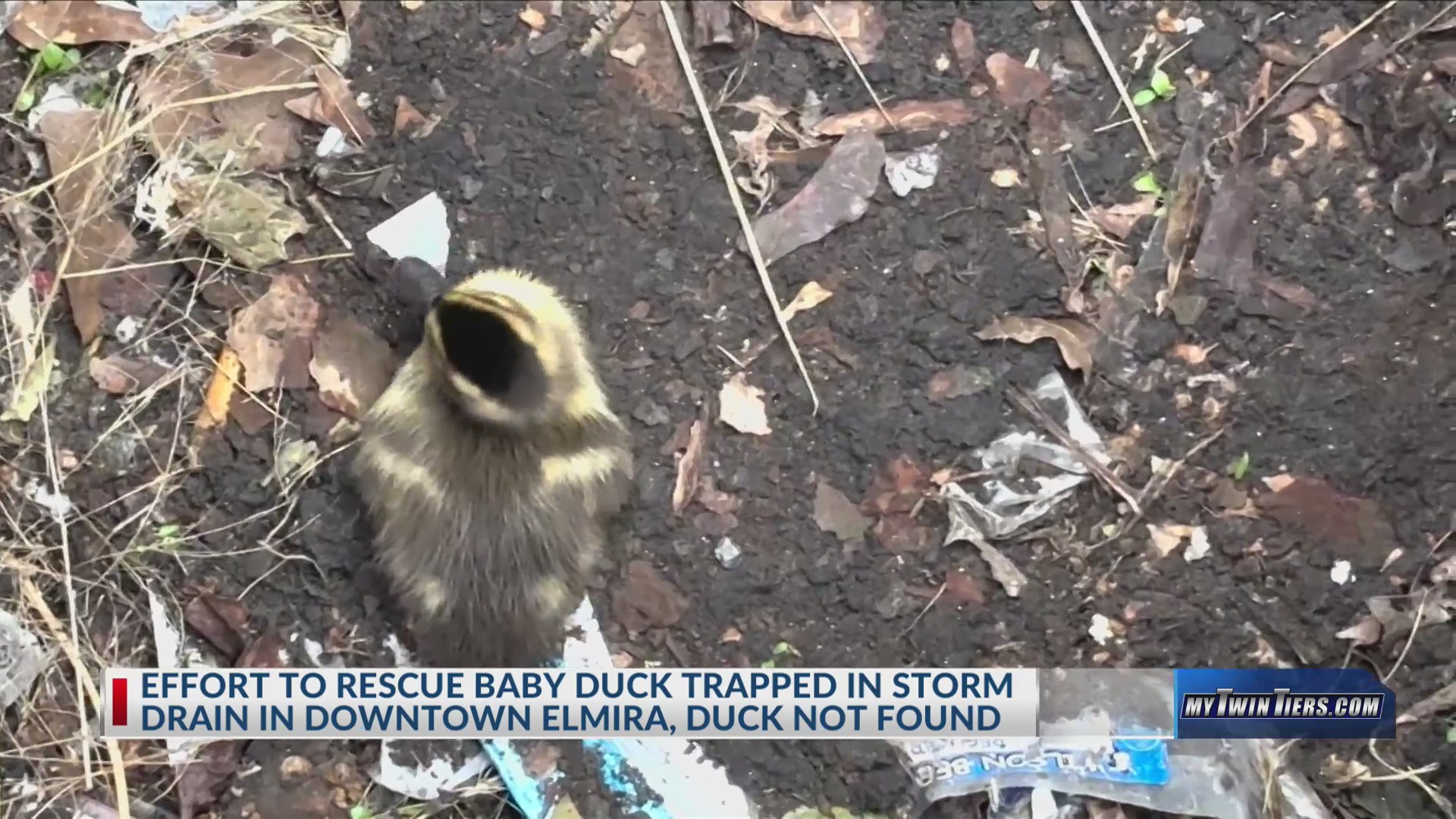 Rescue effort to save baby duck from storm drain in Downtown Elmira ...