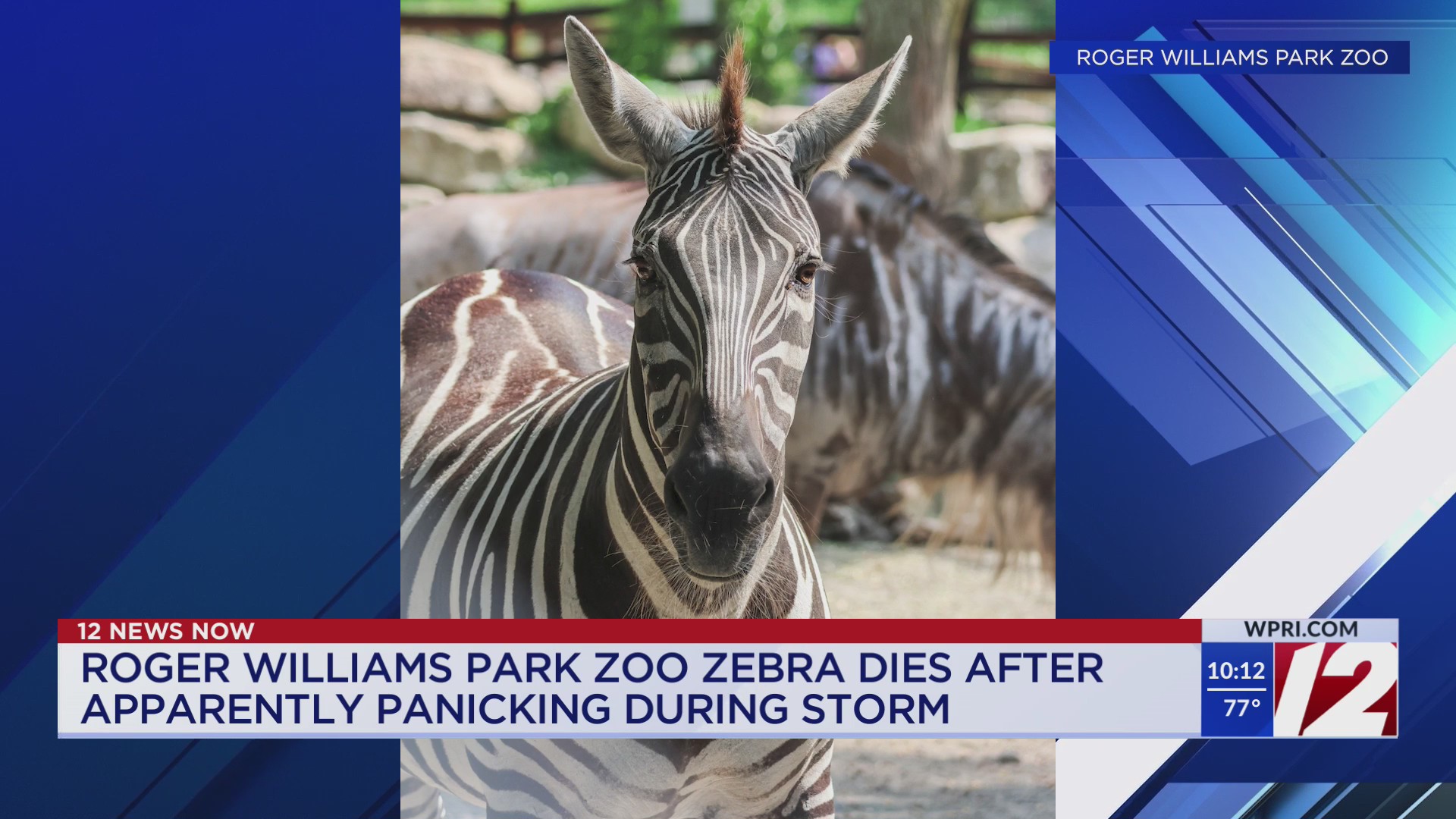 Zebra dies during storm at Roger Williams Park Zoo – WPRI.com