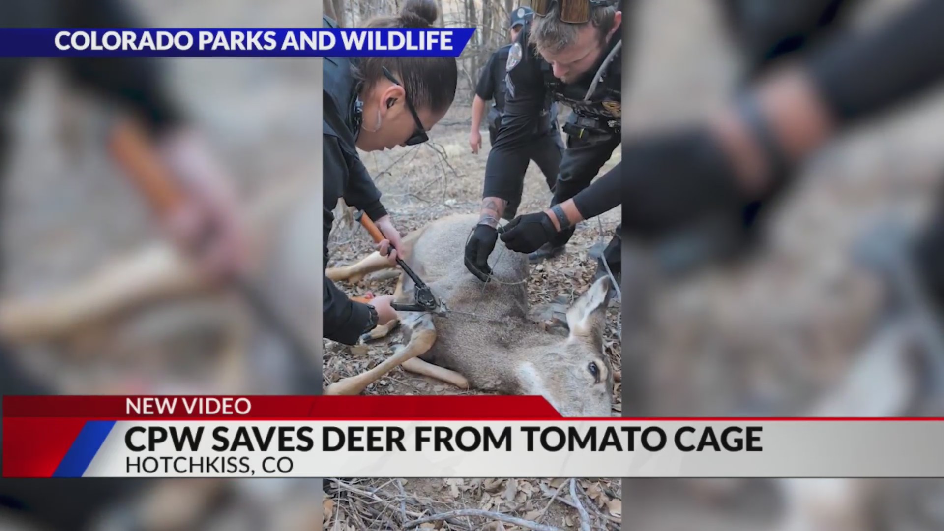Wildlife officers free doe after weeks tangled in tomato cage – FOX31 ...