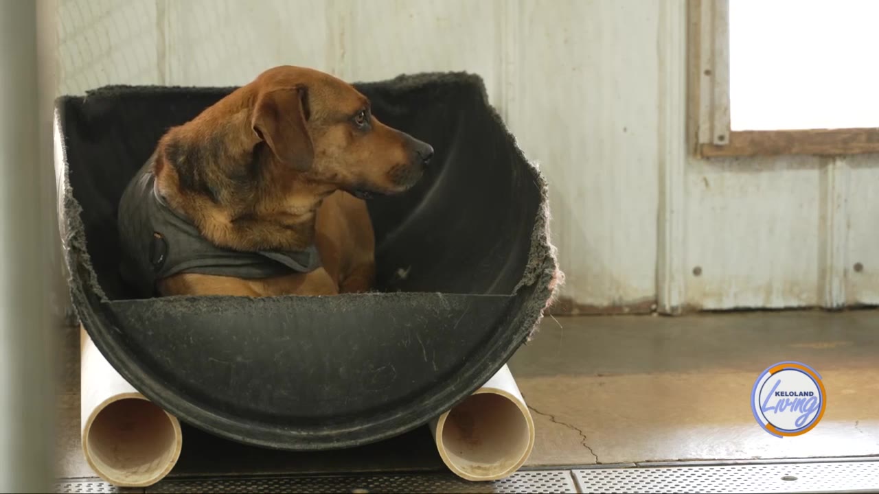 KCLO Pet Food Drive – KELOLAND.com