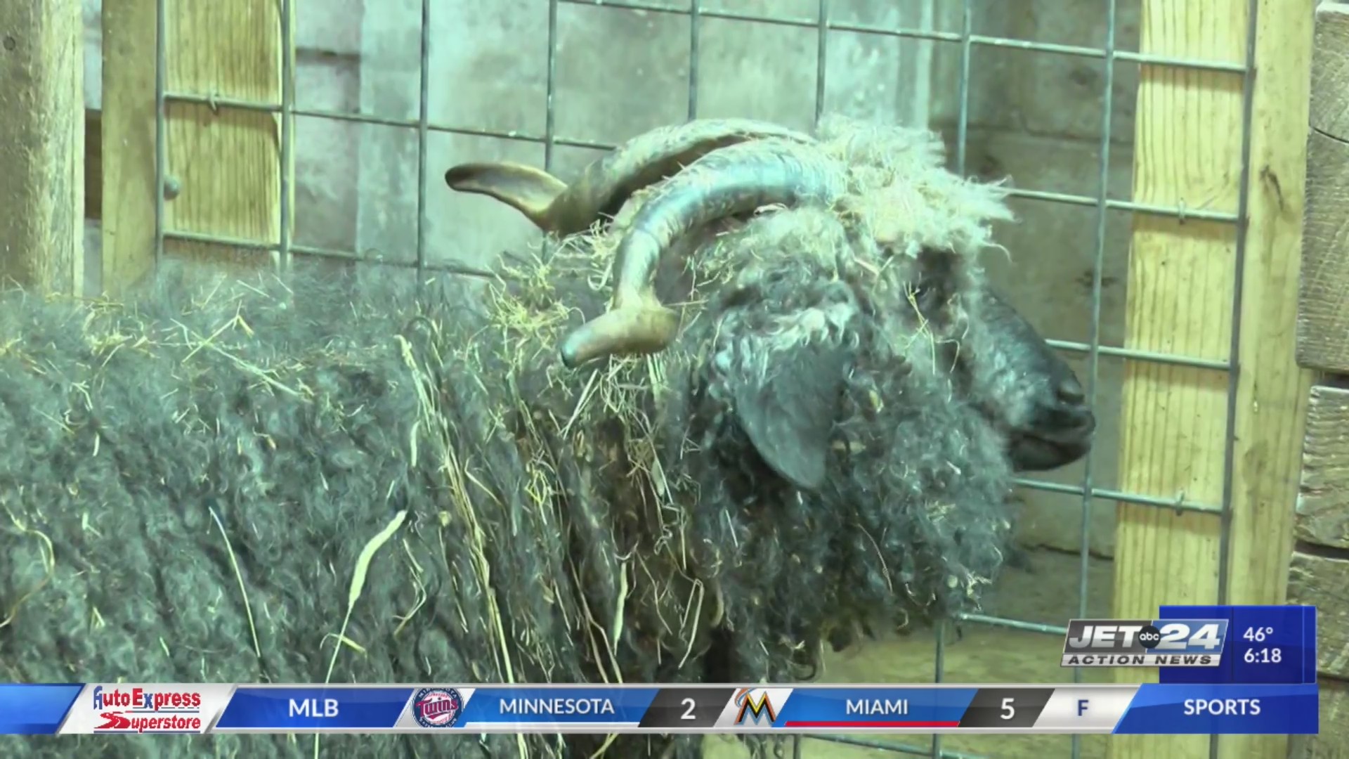 Wild Stuff: Angora Goats – WJET/WFXP/YourErie.com