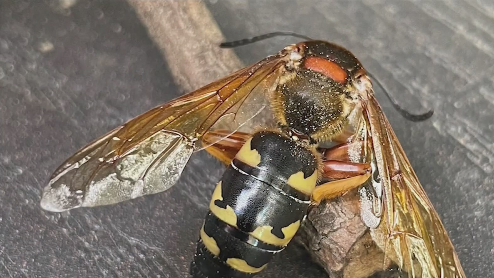 That weird wasp-like insect you’re seeing may be a cicada killer wasp ...
