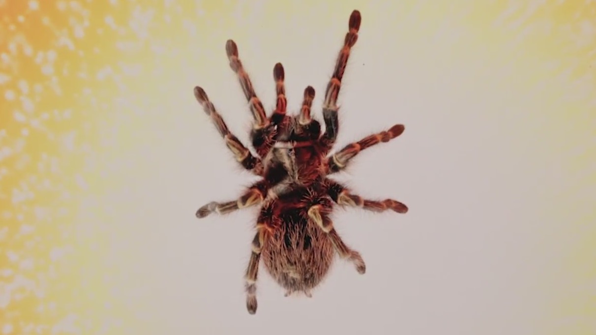 Butterfly Pavilion’s newest tarantula needs a name – FOX31 Denver