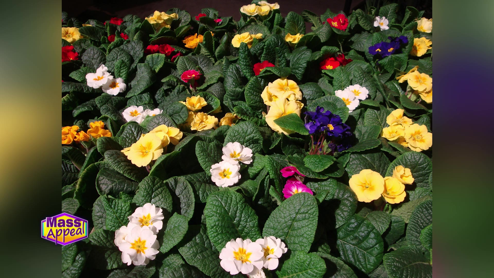 CT Flower Show – WWLP