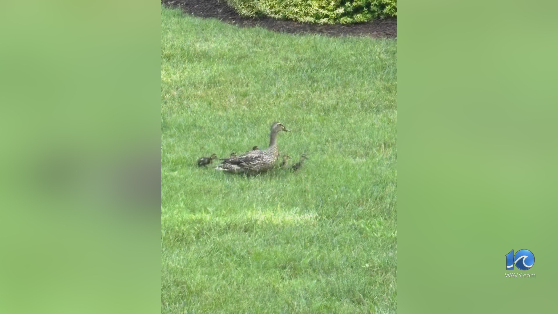 Ducklings rescued from storm drain in Suffolk – WAVY.com