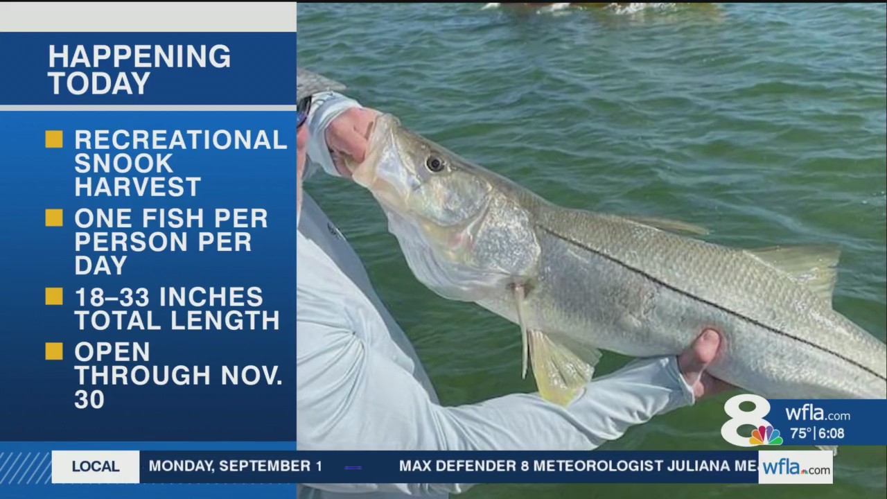 Recreational snook harvest season opens – WFLA