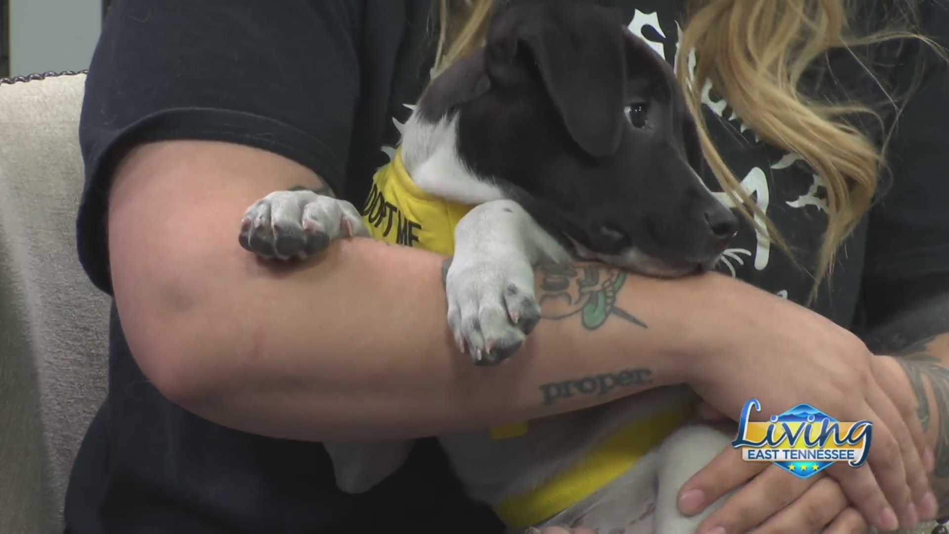 Pet of the week: July 9, 2025 – WATE 6 On Your Side