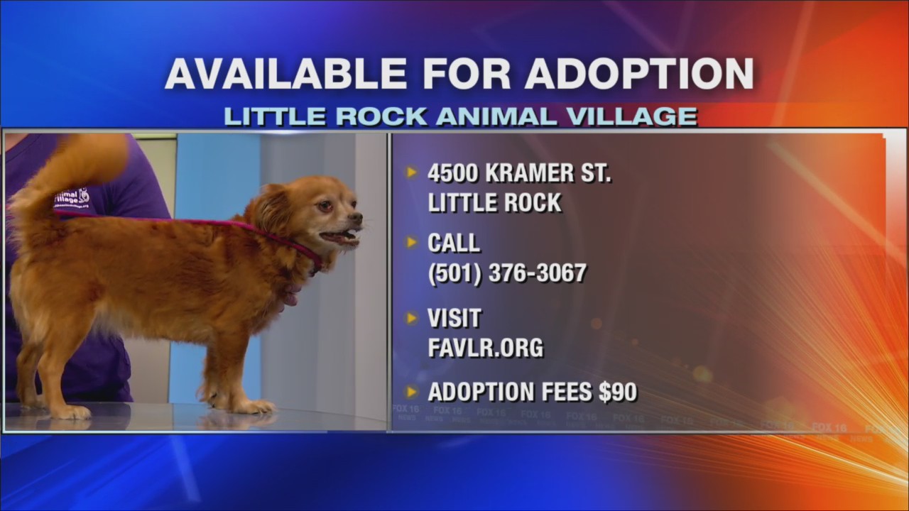 Thursday Fursday: Meet Chante – KLRT – FOX16.com