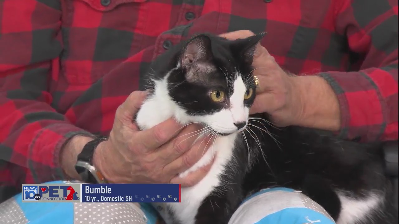 Bumble – NEWS10 ABC