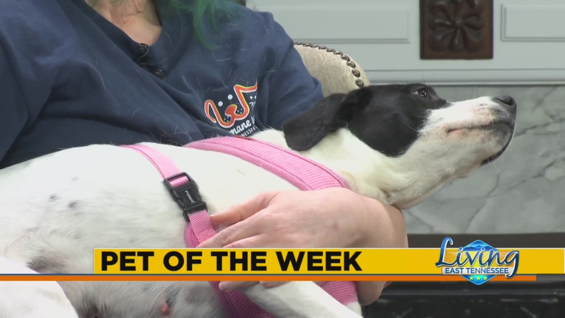Meet Lynx: The HSTV Pet of the Week! – WATE 6 On Your Side