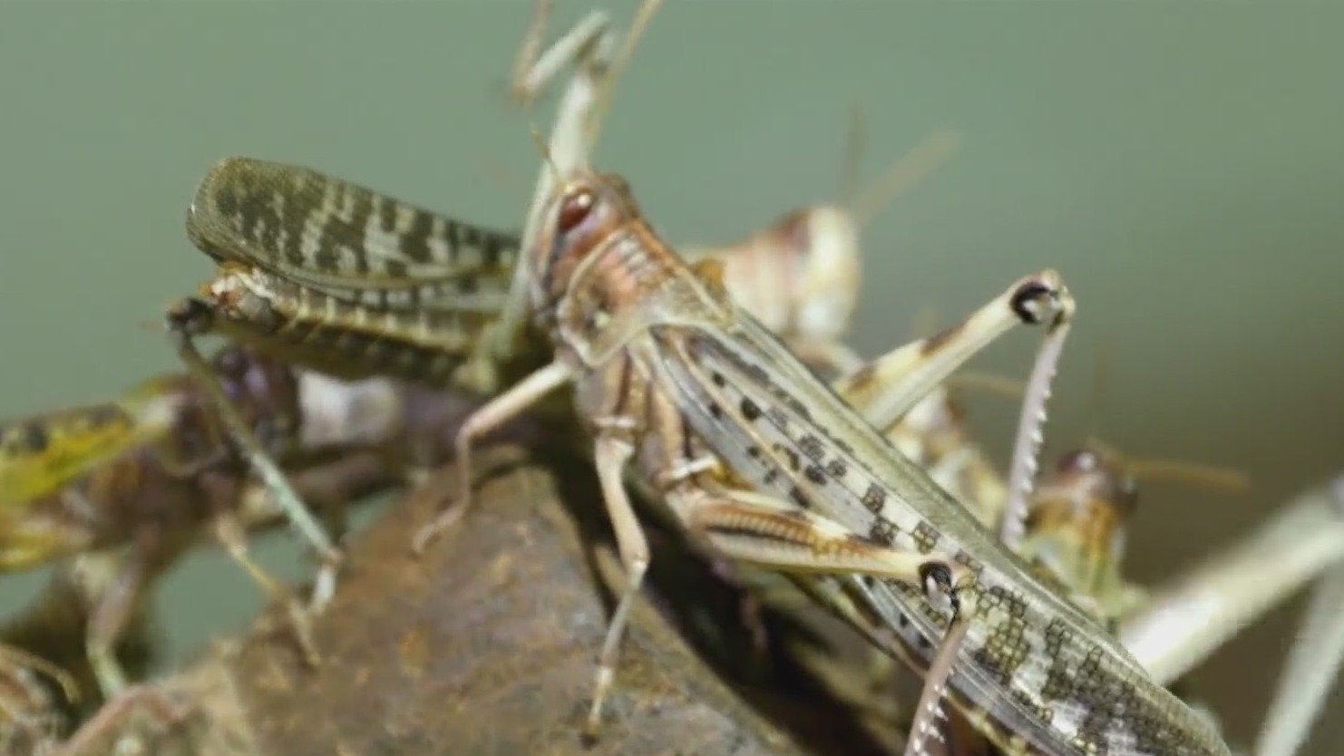 Why are there so many grasshoppers in Colorado? – FOX31 Denver