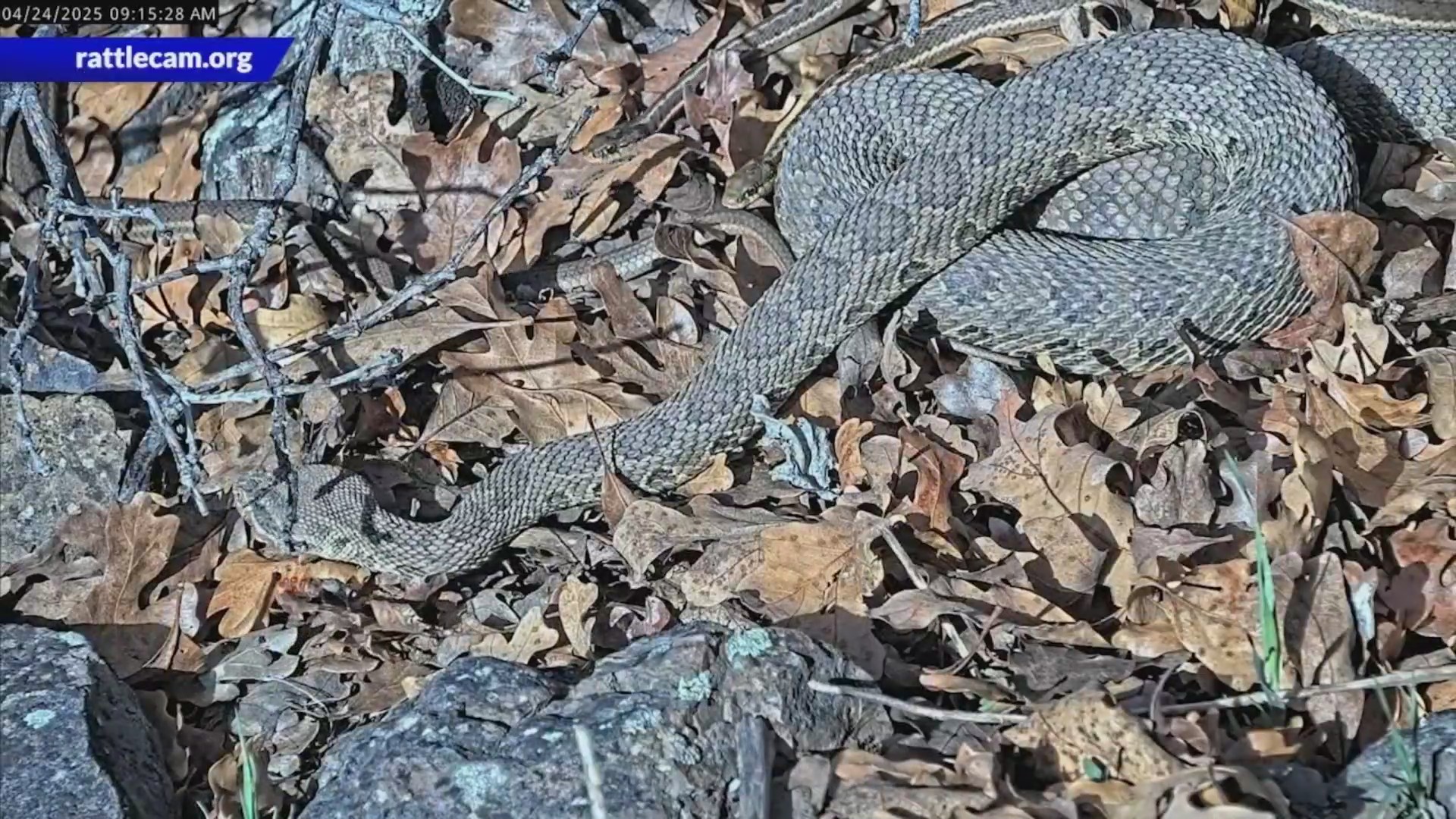 Snakes in Colorado are emerging from hibernation – FOX31 Denver
