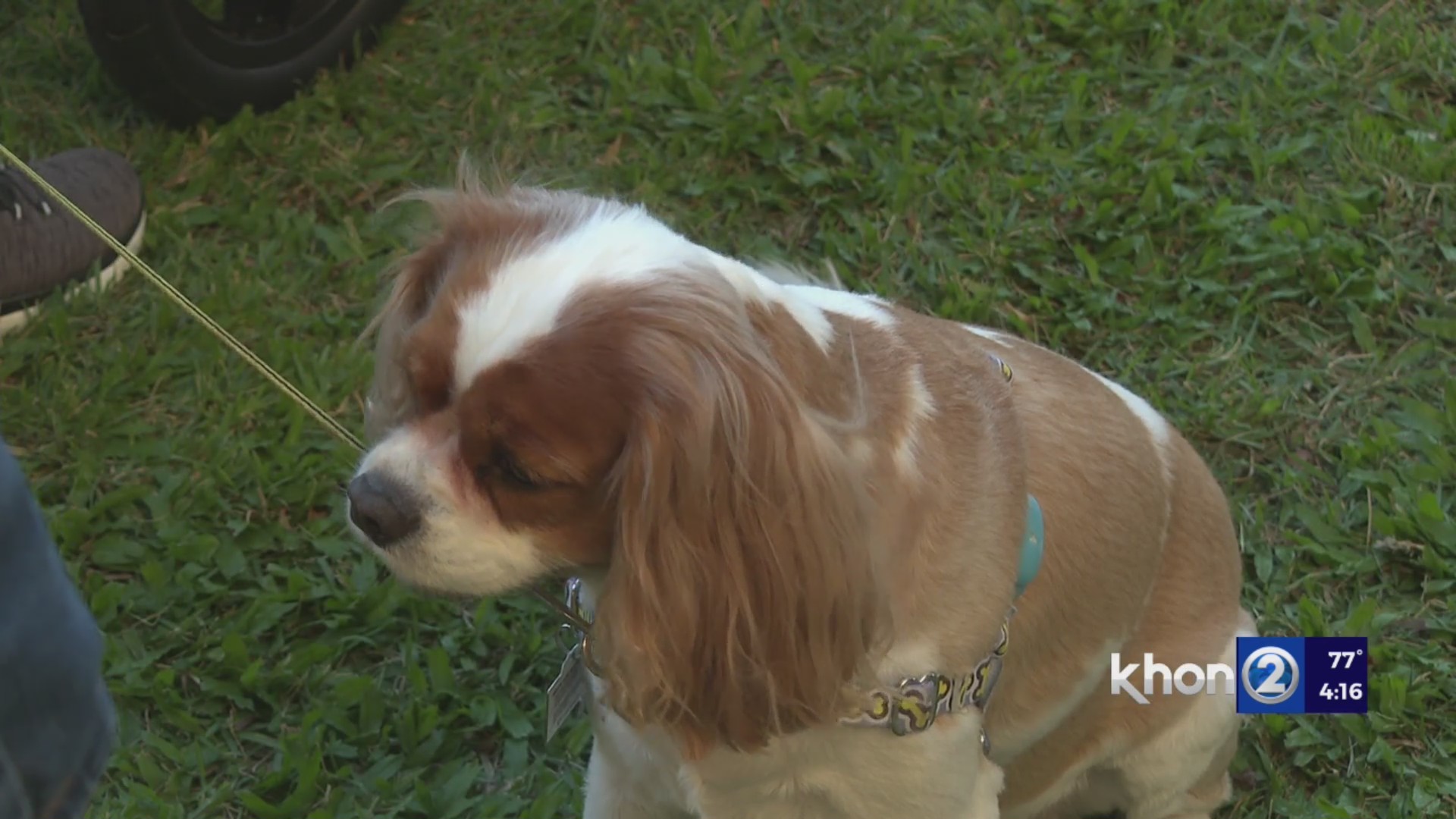 Long awaited Kakaako dog park to open – KHON2