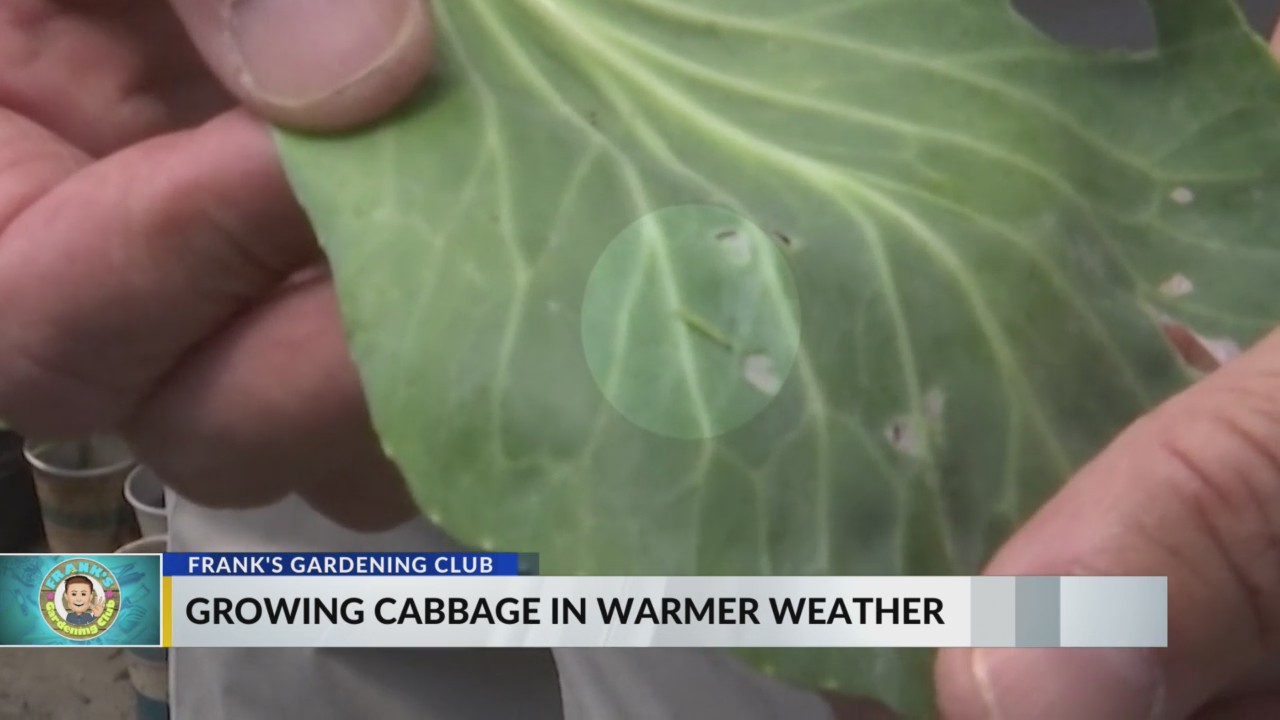 How to deal with cabbage caterpillars – WBTW