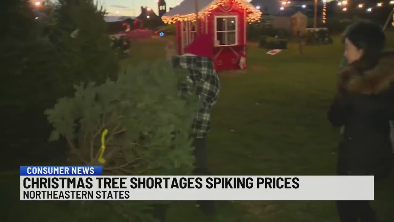 Christmas tree shortages spiking prices – NEWS10 ABC