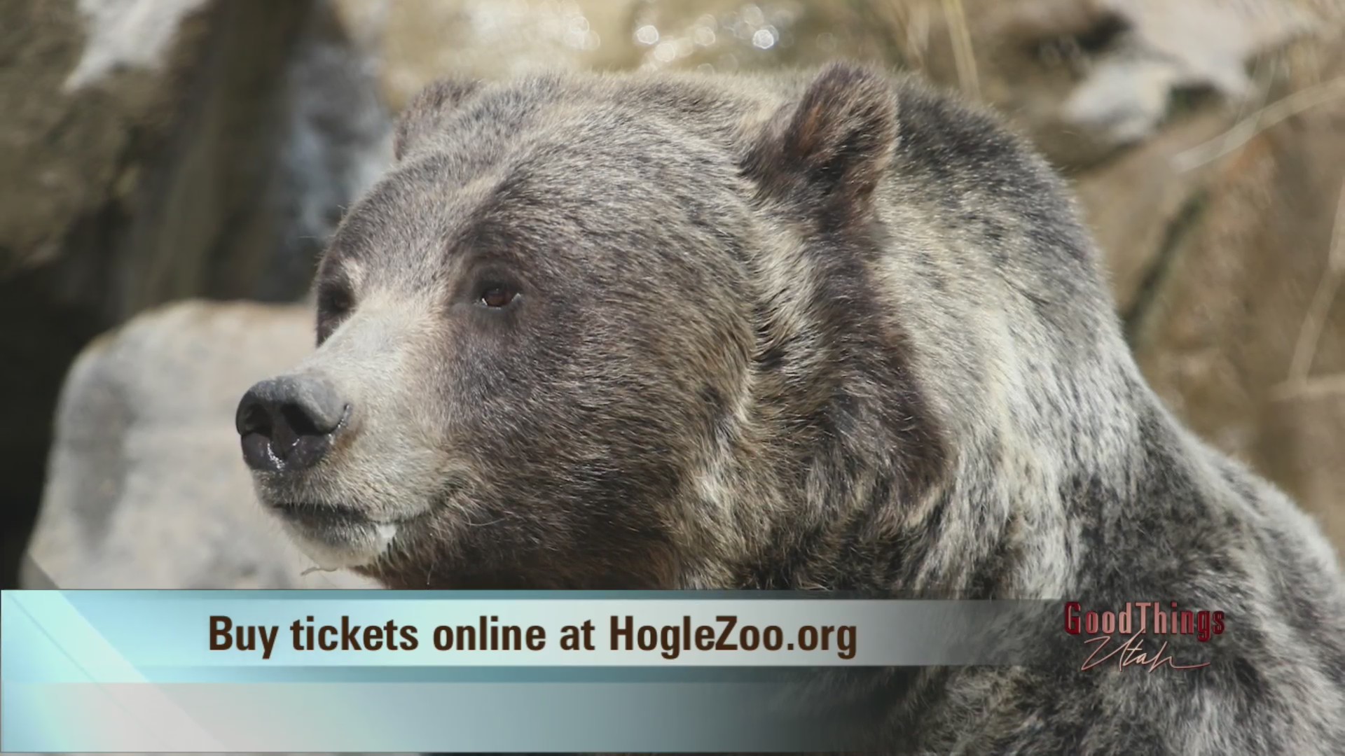 Utah’s Hogle Zoo – Grizzly Bears – ABC4 Utah