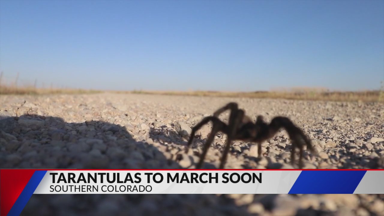 Tarantulas to start their mating journey end of August – WANE 15
