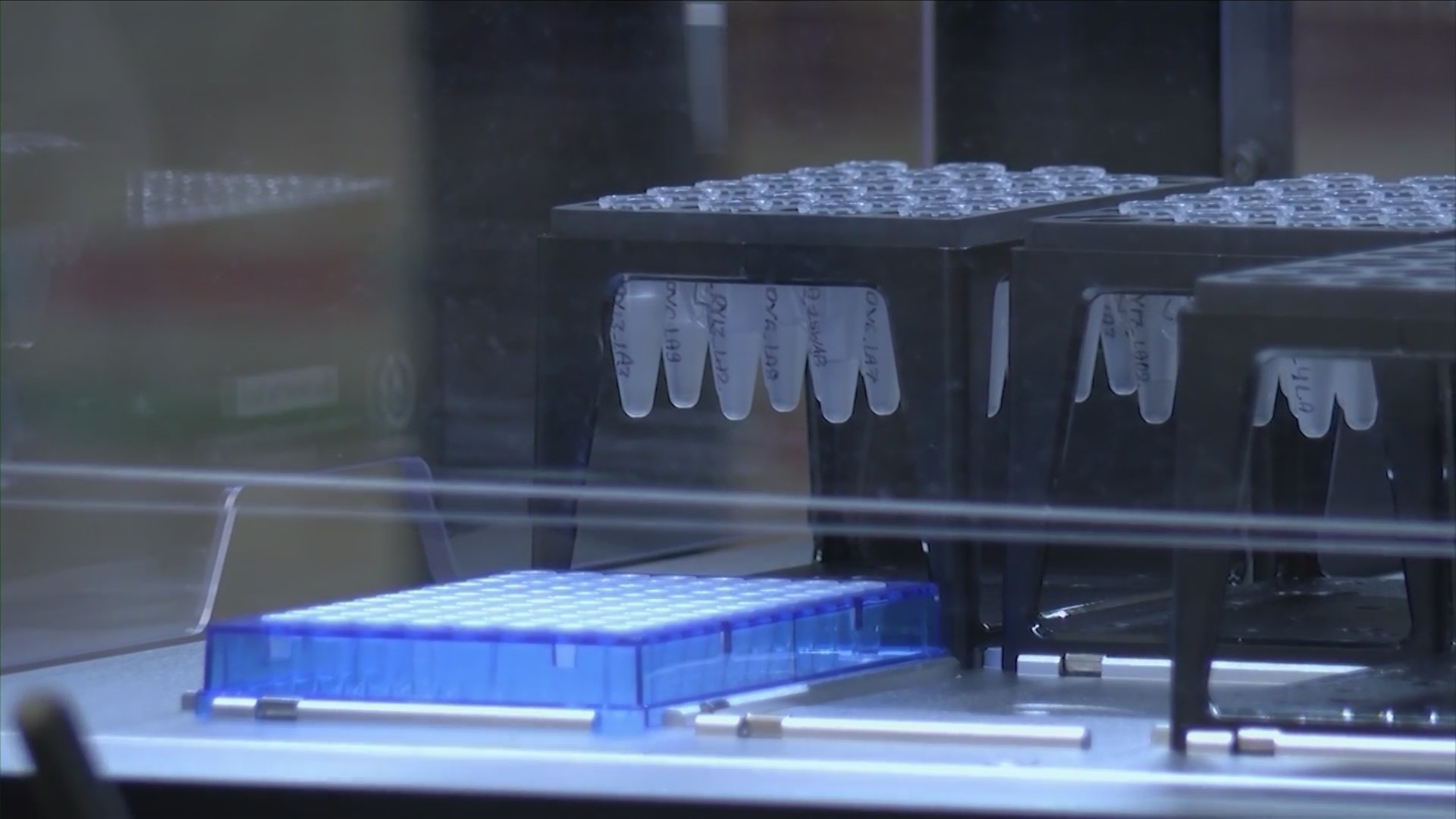 High Plains Agriculture: WT taking part in cattle liver abscess ...