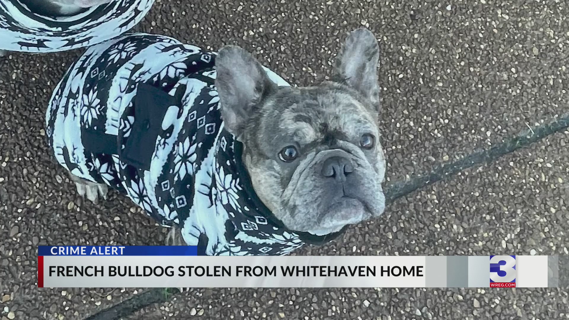 Family pleas for the return of their stolen French Bulldog – WREG.com