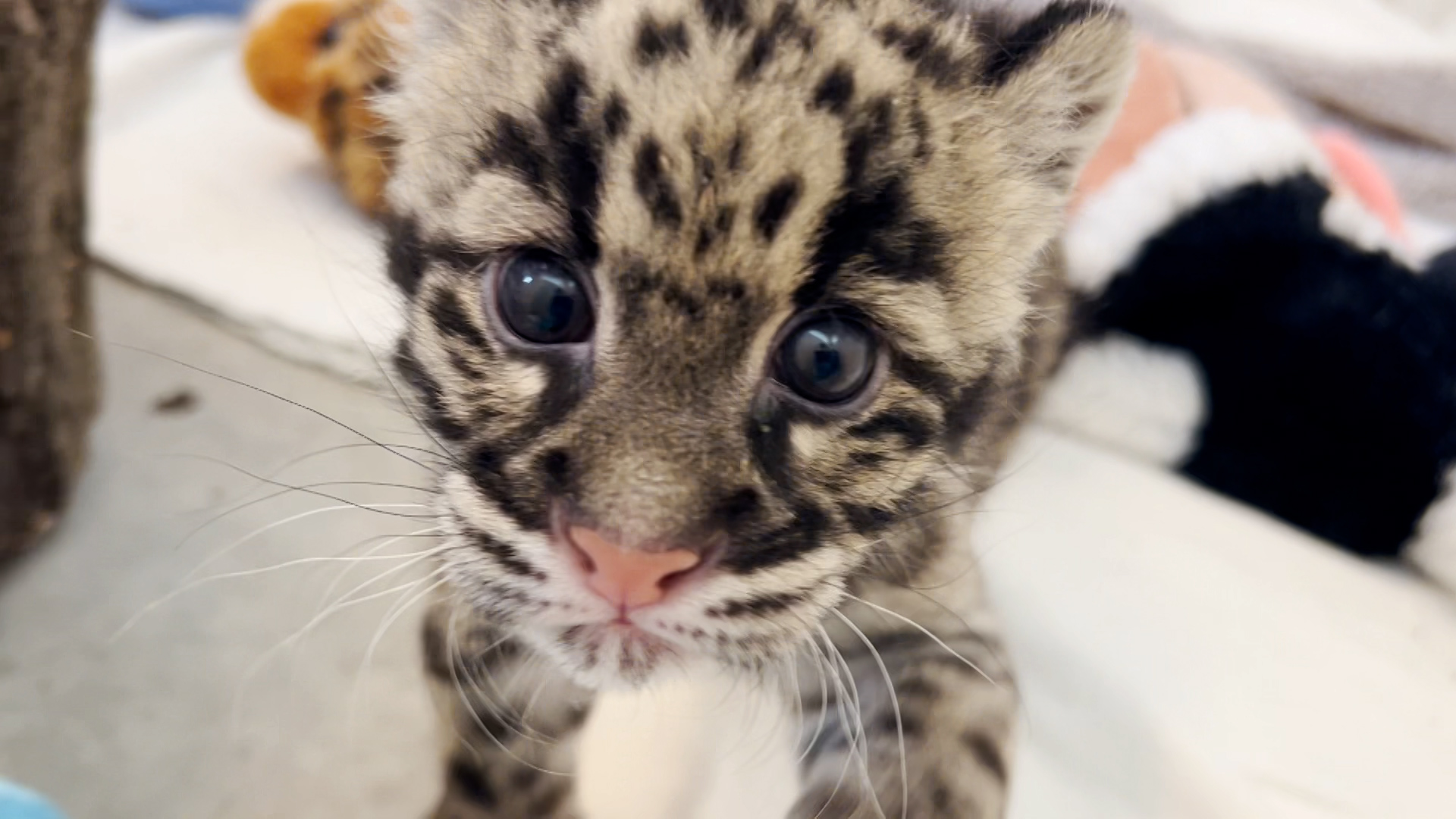 Exclusive video of Fort Wayne Zoo Clouded Leopard Cub – WANE 15