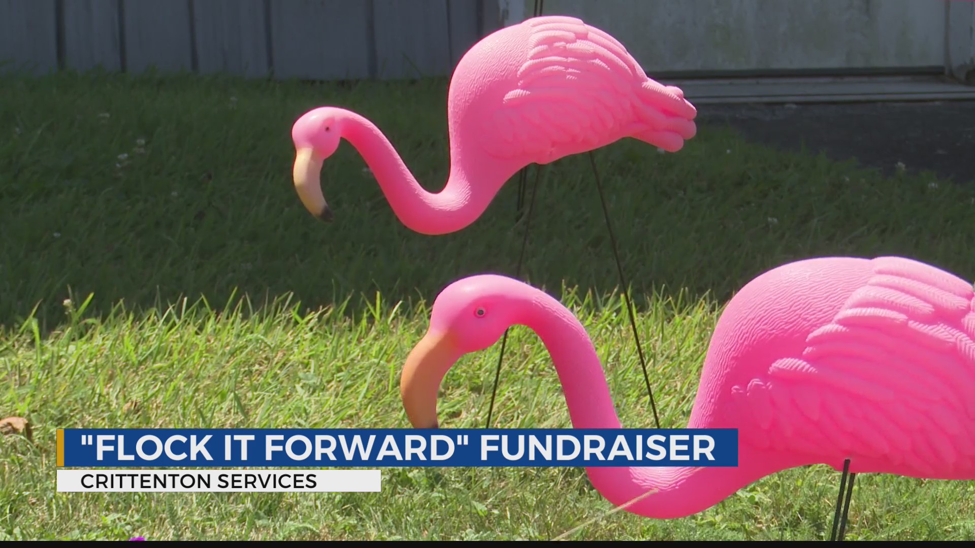 “Flock” a friend with flamingos to spread smiles and mental health ...