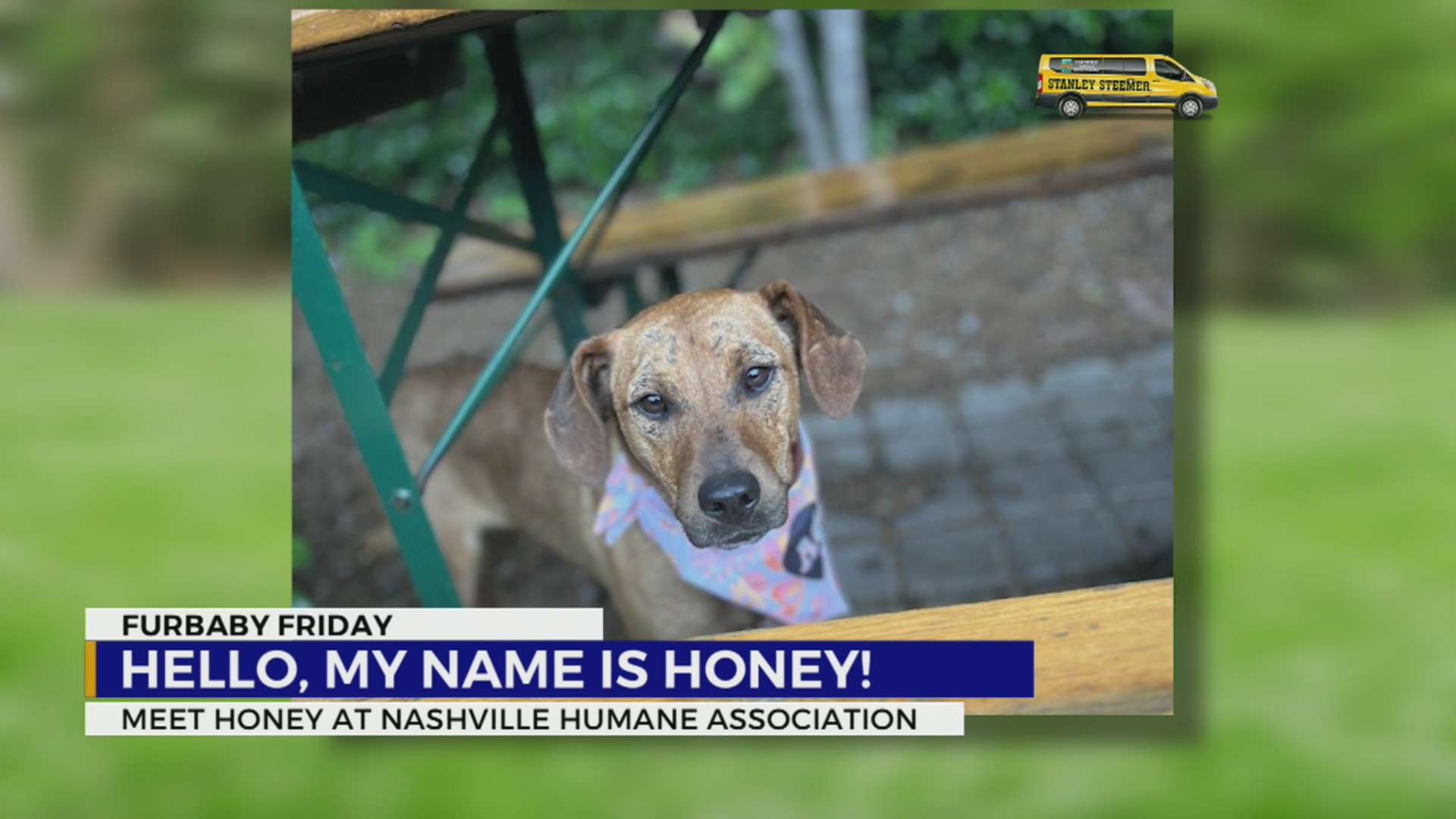 Fur Baby Friday: Meet Honey! – WKRN News 2