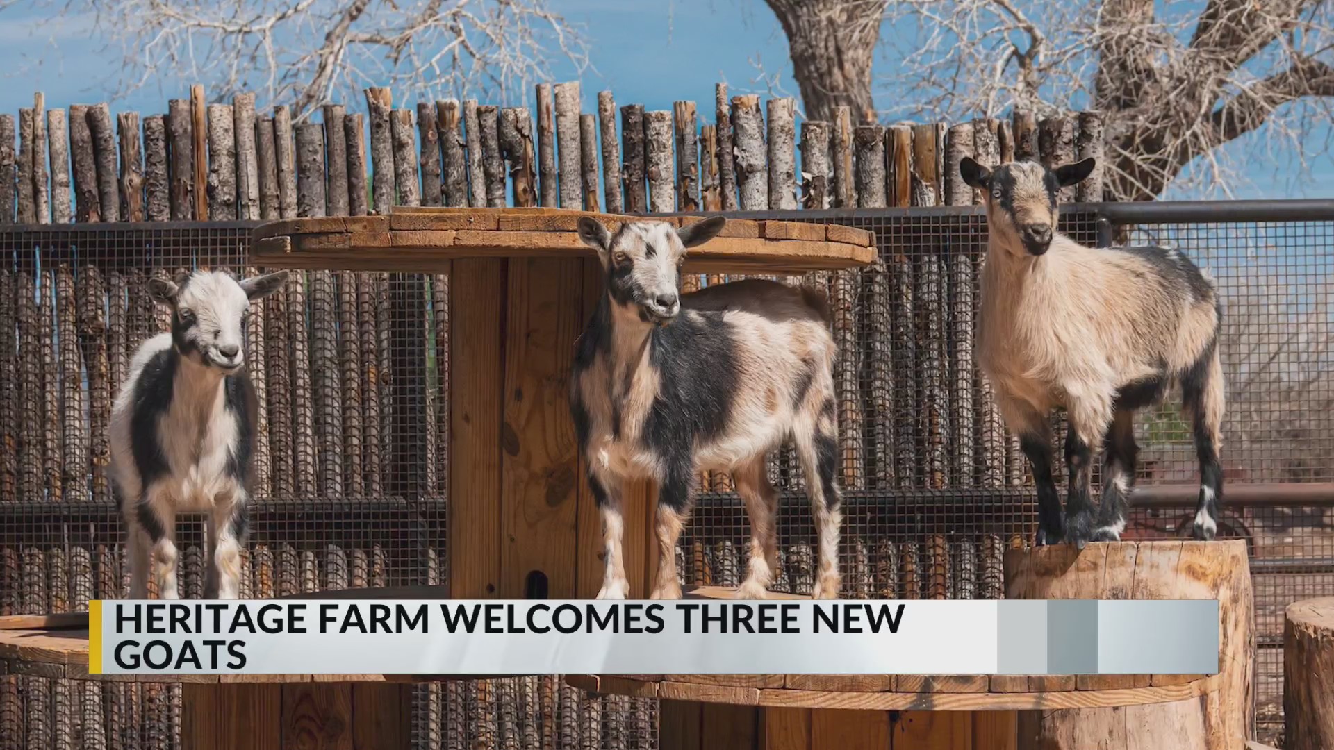 ABQ BioPark’s Heritage Farms welcomes three new goats – KRQE NEWS 13 ...