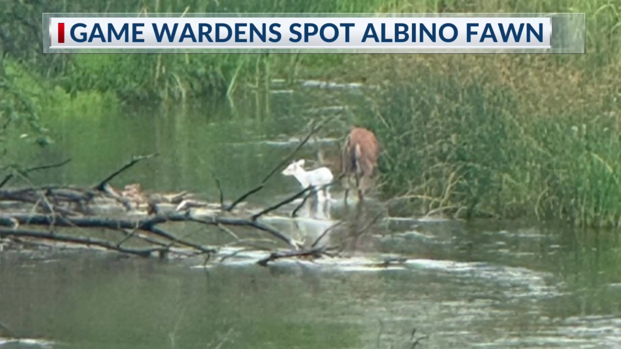 Kansas game wardens share photo of very rare albino fawn – KSNT 27 News