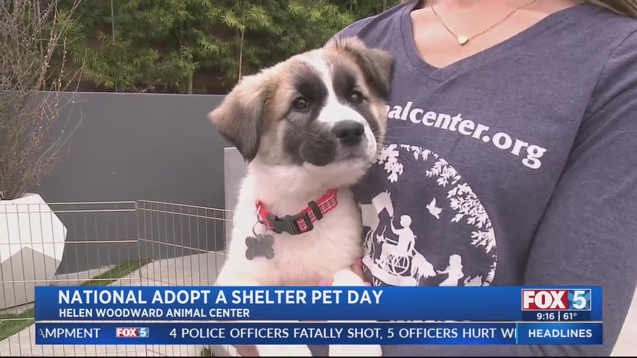 National Adopt A Shelter Pet Day – FOX 5 San Diego & KUSI News