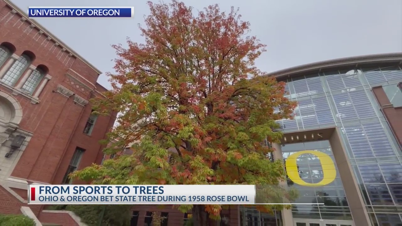 How a Buckeye tree ended up at the University of Oregon – NBC4 WCMH-TV