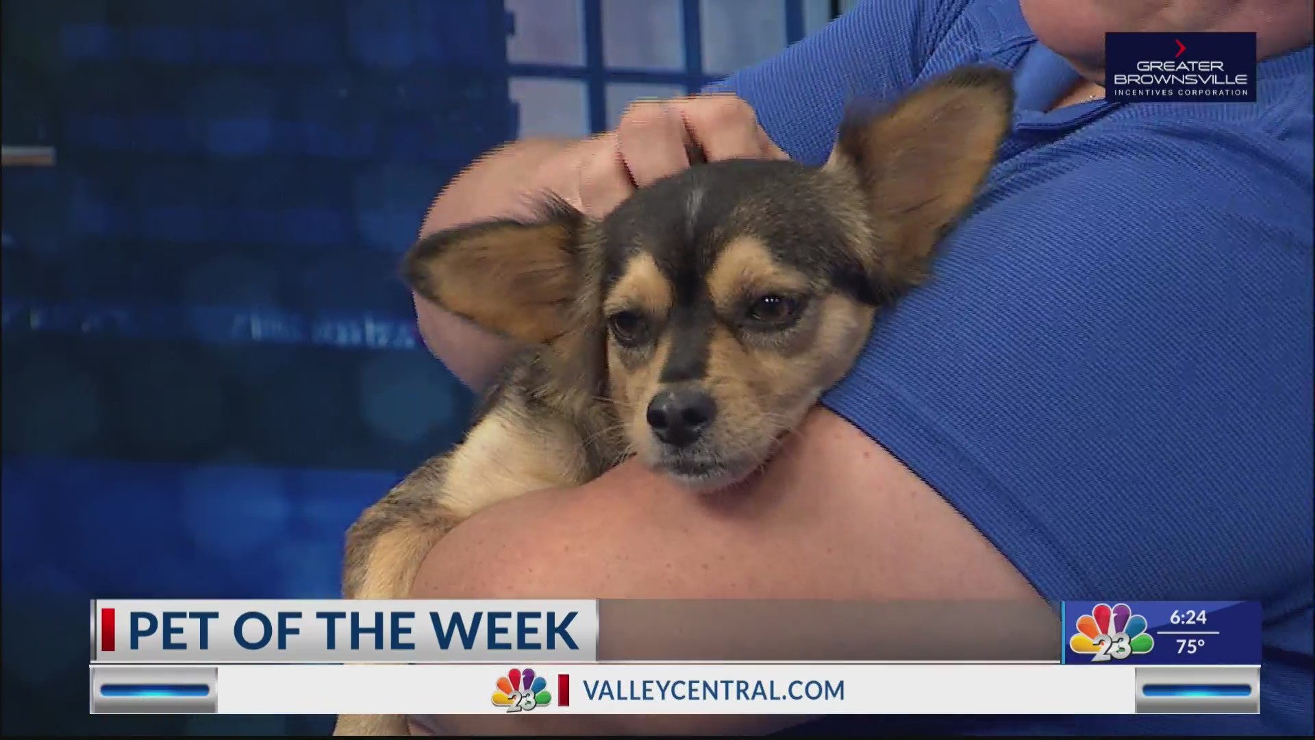 BARCC Pet of the Week: Aries – KVEO-TV