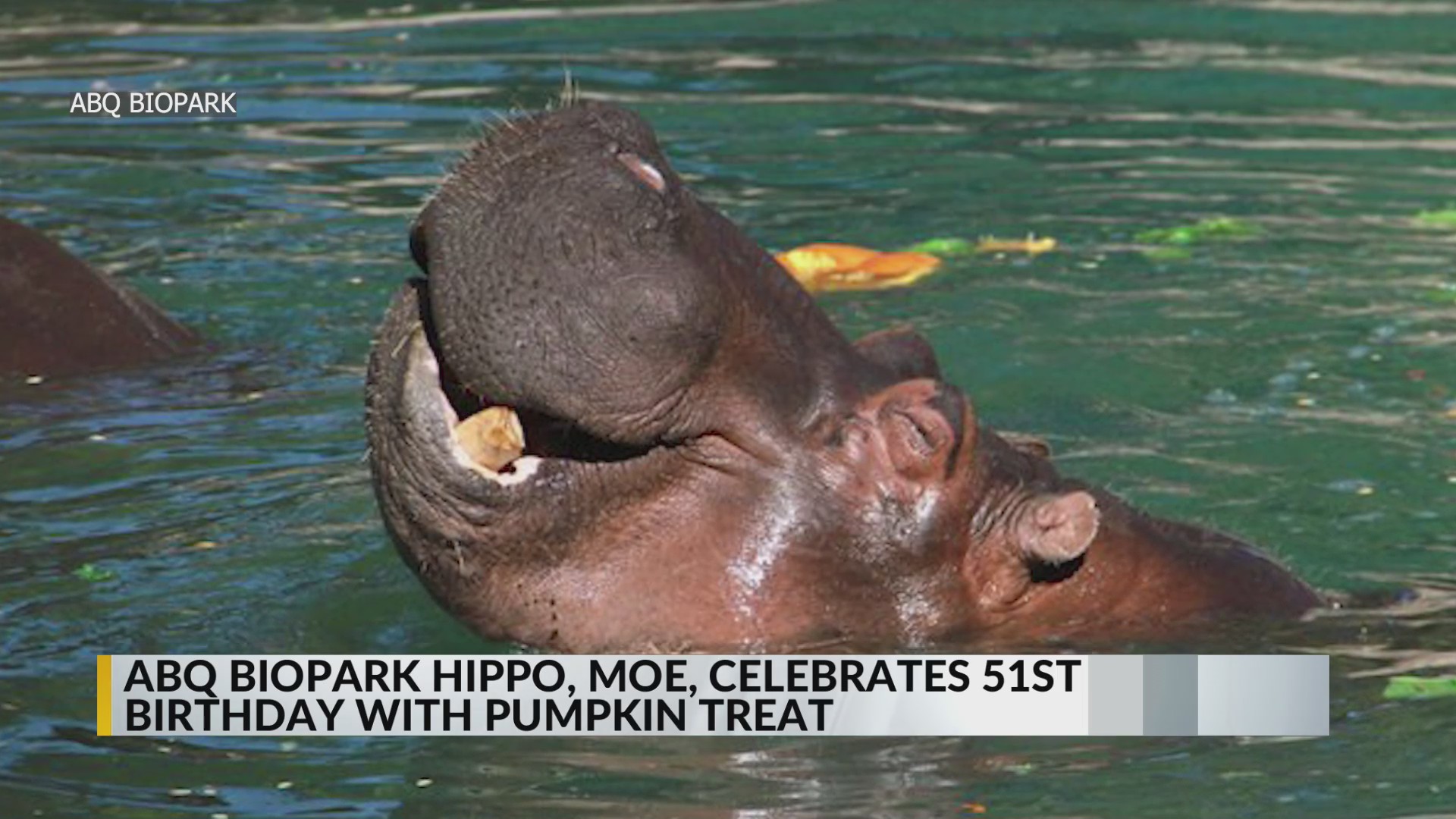 ABQ BioPark hippo celebrates 51st birthday – KRQE NEWS 13 – Breaking ...