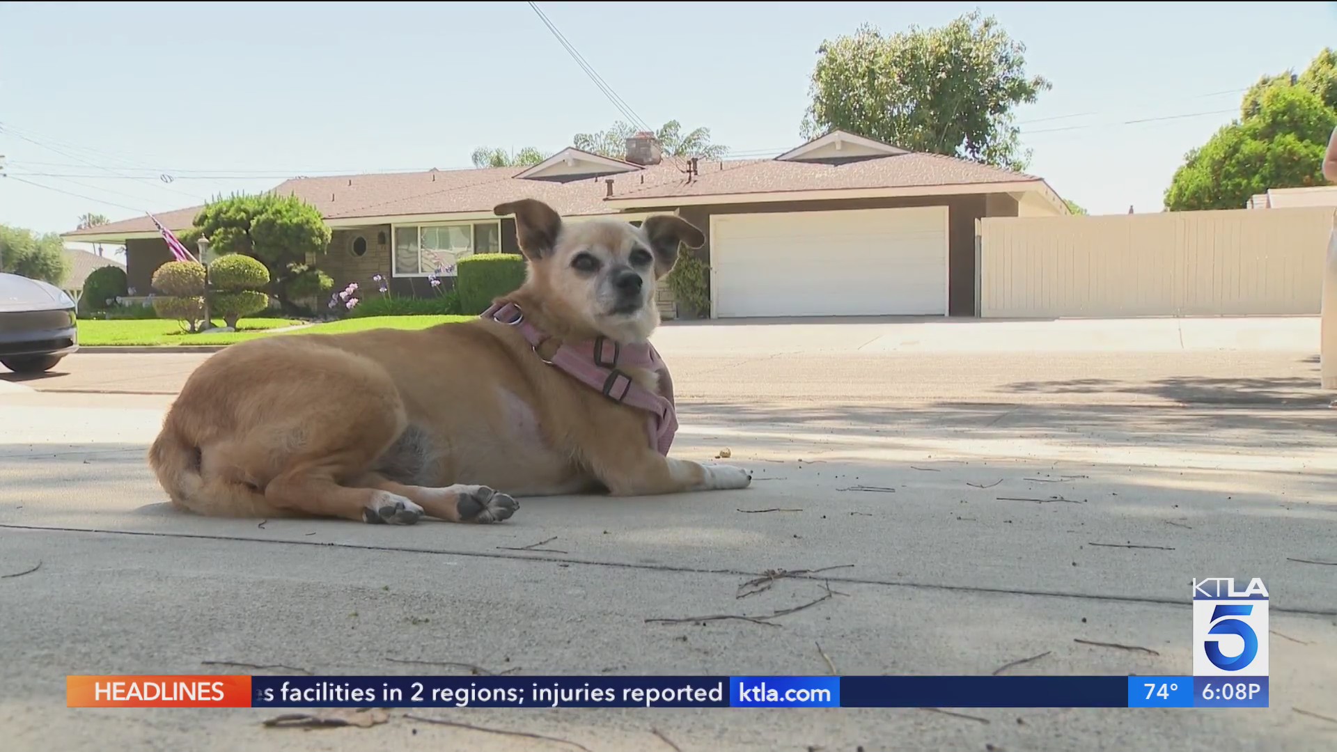 Dog hospitalized after ingesting meth at Anaheim neighborhood park – KTLA