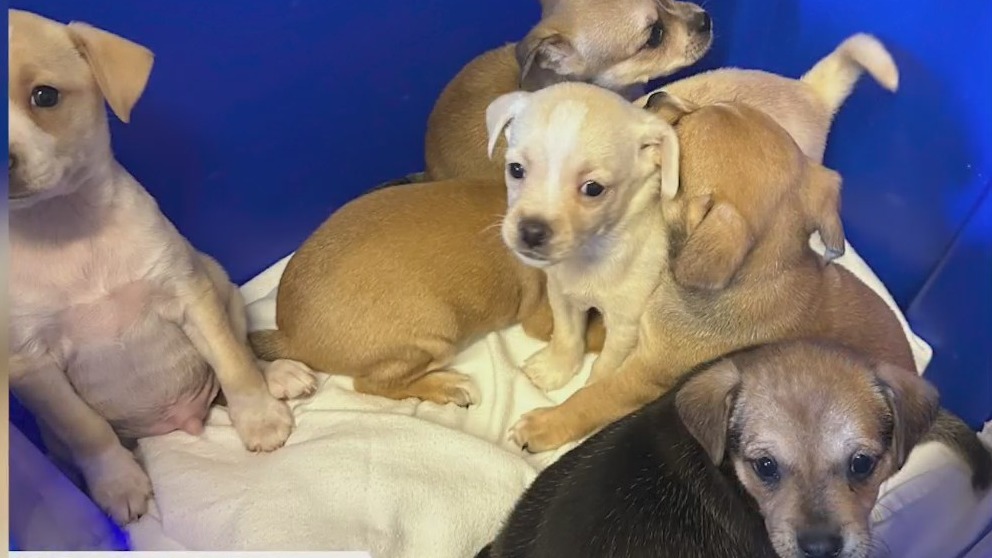 72-year-old Oregon man accused of abandoning puppies in unventilated ...