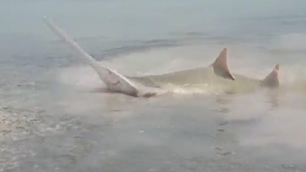 Smalltooth sawfish deaths surge in Florida Keys | Morning in America ...
