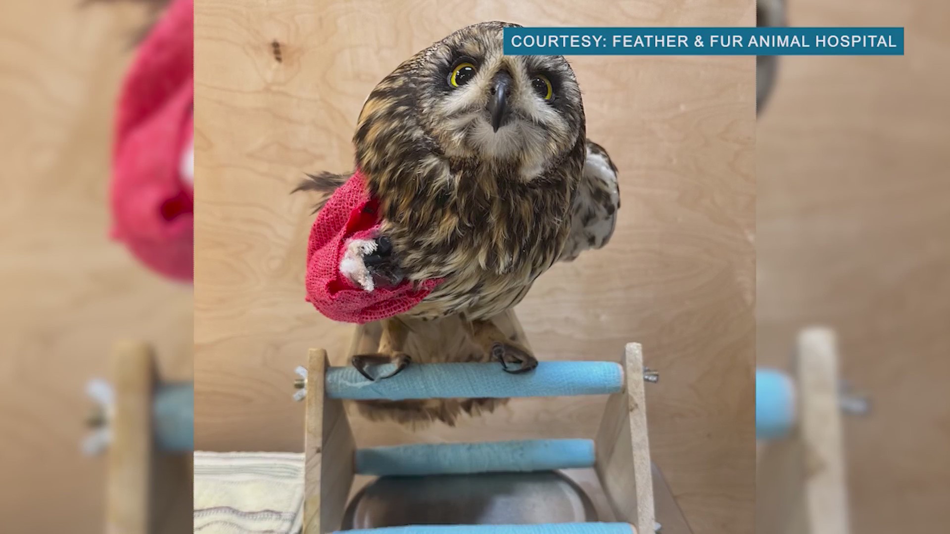 Pueo bird’s broken wing repaired with innovative 3D printing technology ...