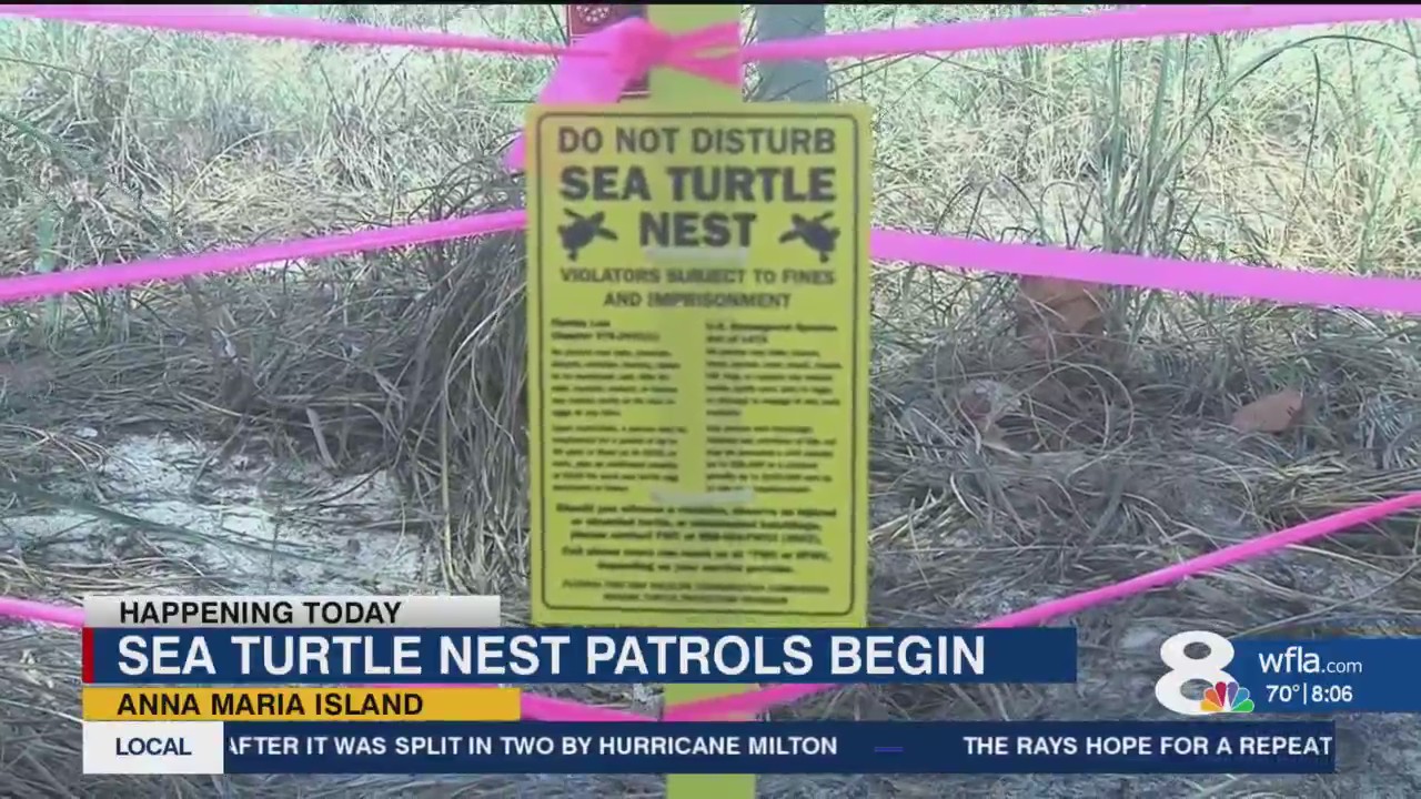 Sea Turtle nest patrols begin ahead of nesting season – WFLA