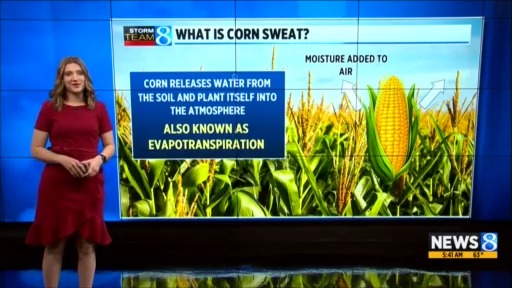 What is corn sweat? – WOODTV.com
