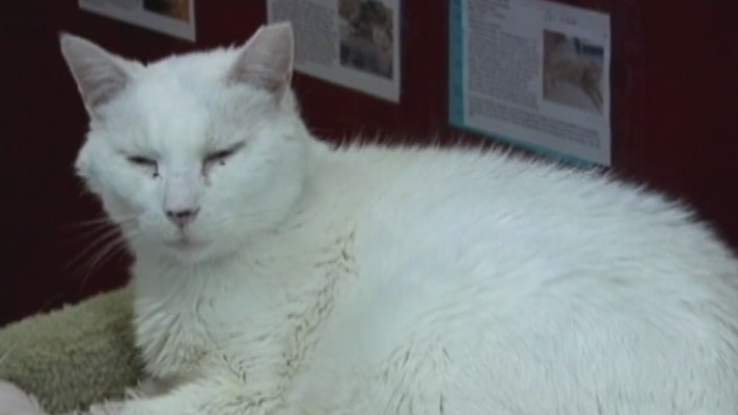 How Austin Animal Center works to reduce city’s feral cat population ...