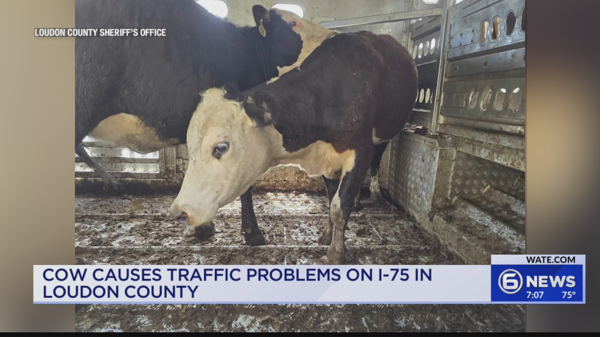 Cow causes traffic problems on I-75 in Loudon County after falling from ...